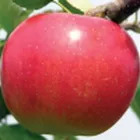 Apple Calendar - Mad Tom Orchard